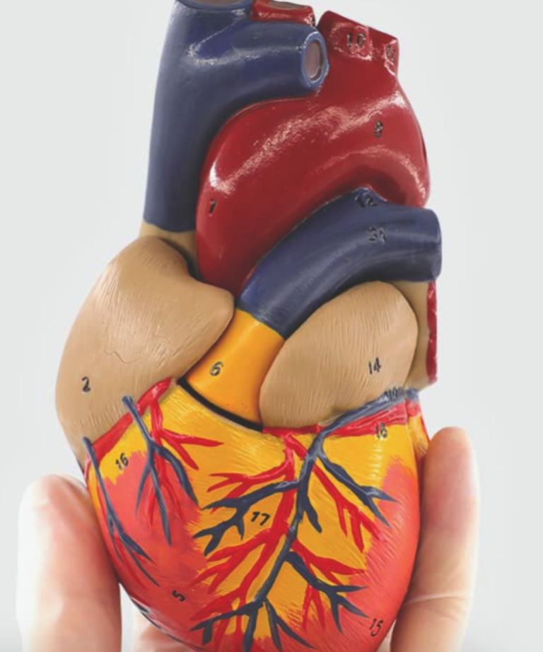 9 Best Anatomy Models for Medical Students - Fitmedic