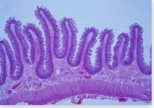 Best Histology And Pathology Books For Medical Students Residents And Best Histology And Pathology Books For Medical Students Residents And